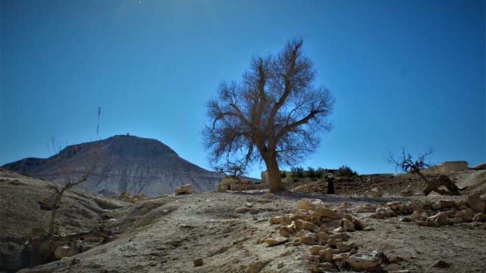 JINHAGENCY | Tree called “Dara Keçikê” protected by Meryem attracts ...