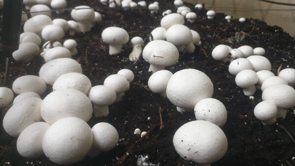 JINHAGENCY | لبنان... خبيرة تعمل على إدخال أصناف وأنواع جديدة من الفطر