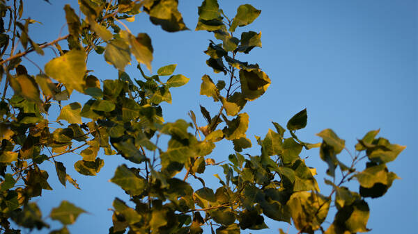 JINHAGENCY | Story of Girkê Selma village famous for its poplar trees