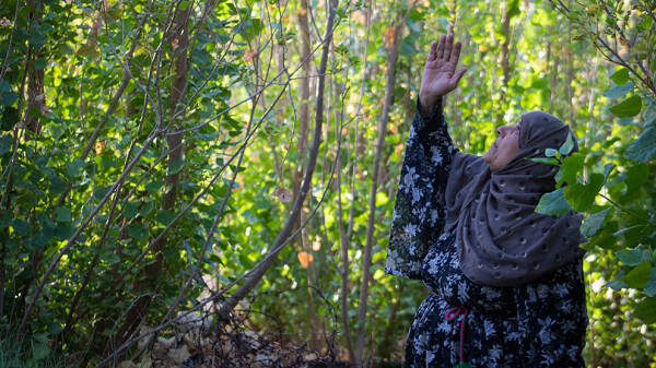 JINHAGENCY | Story of Girkê Selma village famous for its poplar trees